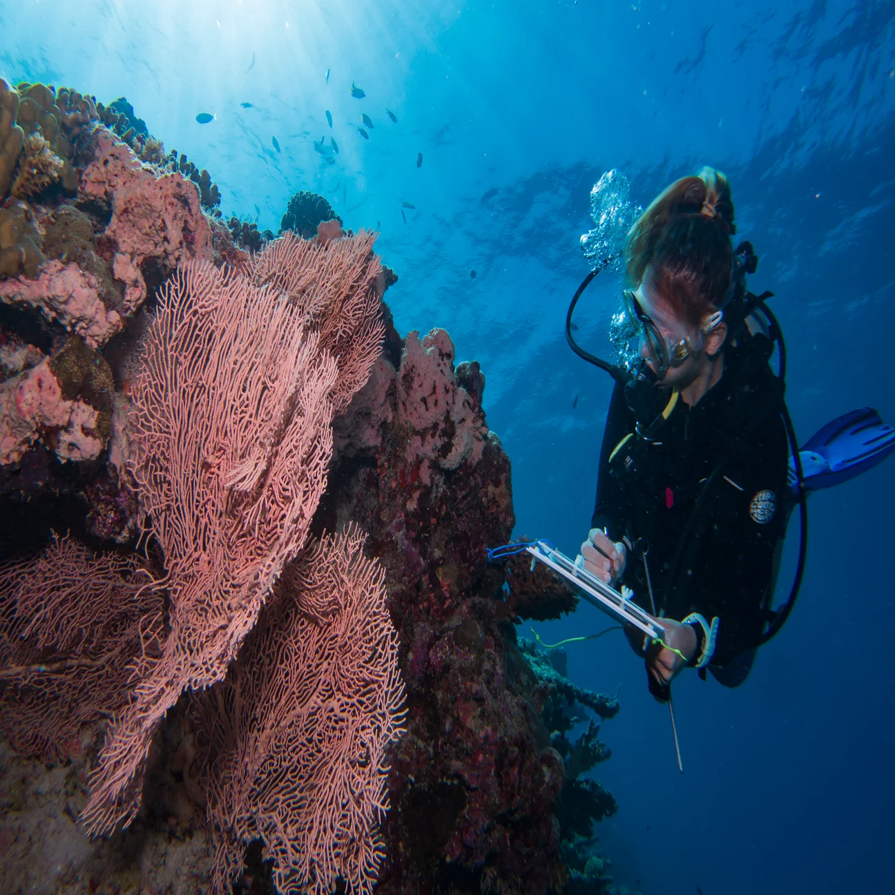 Junior Marine Biology